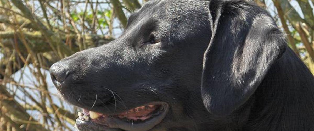 Labrador retriever (formel 1) MAX - 2007 - Ren Formel 1 af rigtig god en...