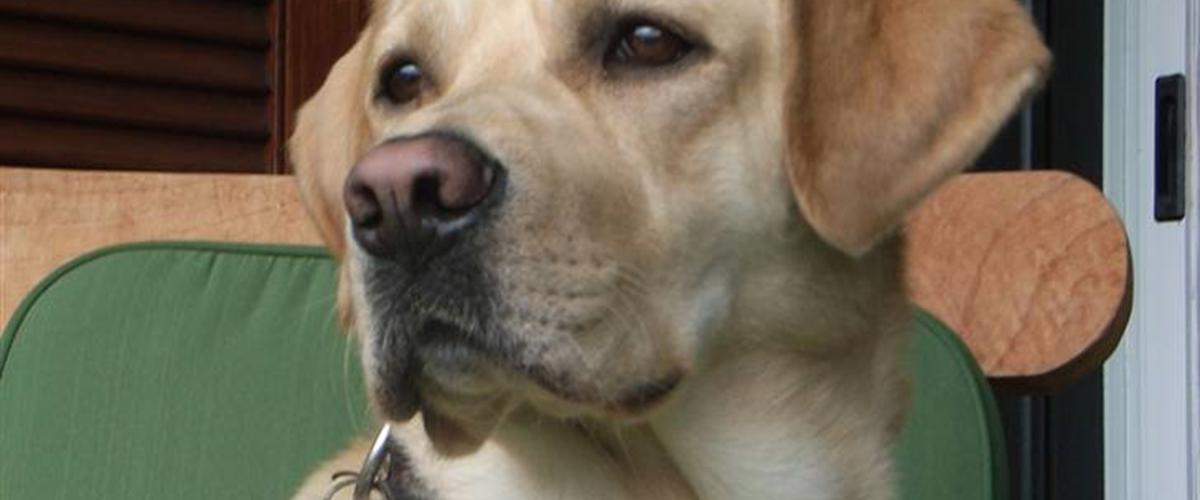 Labrador retriever Moro - 2006 - Stor, lidt tyk, han labrador ...