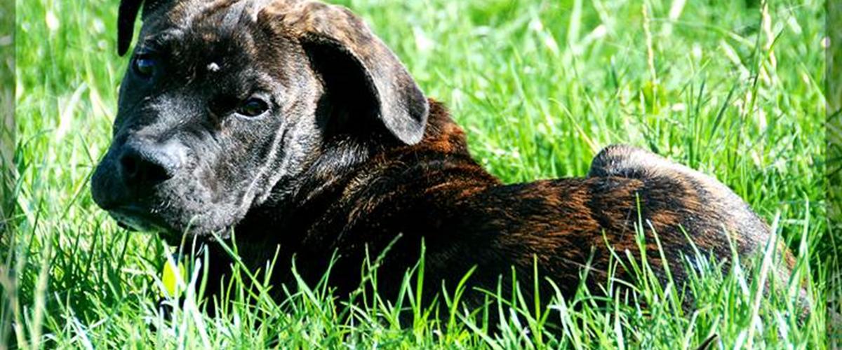 Mallorca Mastiff / Ca de Bou KFH Ca de Bou Aaron - 2008 - Aaron - Kaldt ...