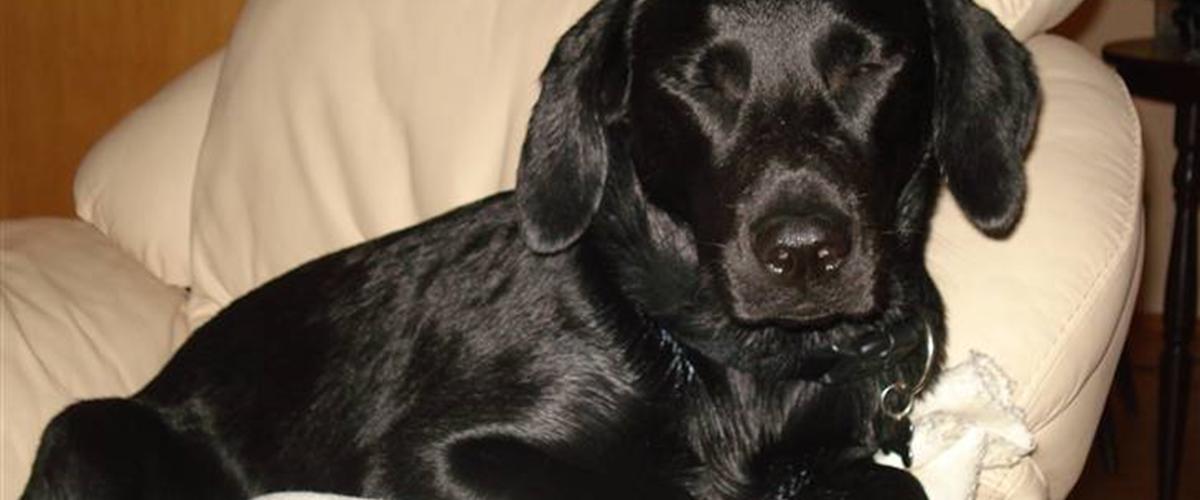 Labrador retriever Max - 2007 - Max er helt kul sort ikke den...