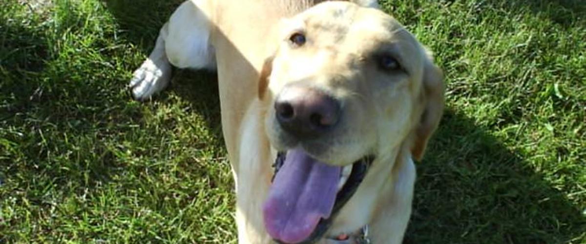 Labrador retriever Cheri - 2007 - .··..··. `·. Min farve er g...