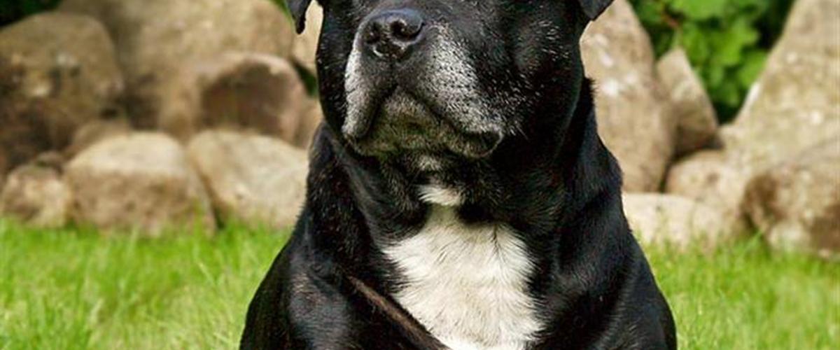 Staffordshire bull terrier "Engelsk" Kenzo (RIP) - 1999 - sort m. hvid ...