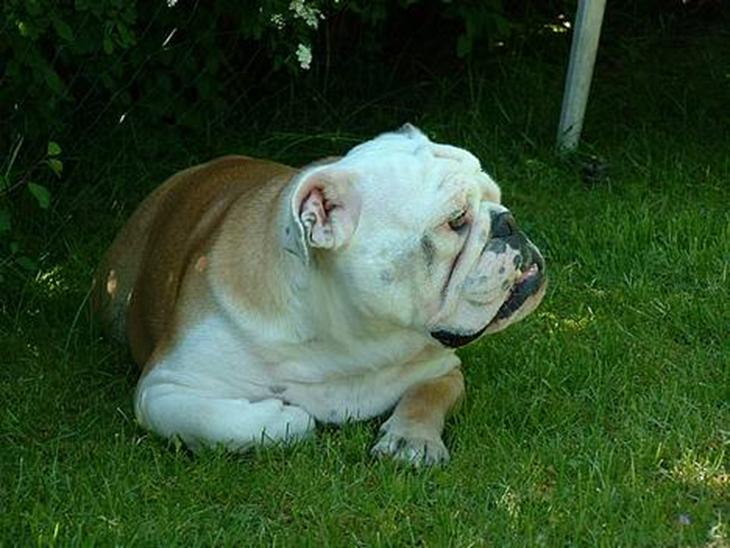 Engelsk bulldog Mille - 2004 - Gul/ hvid men er dog ved at s...