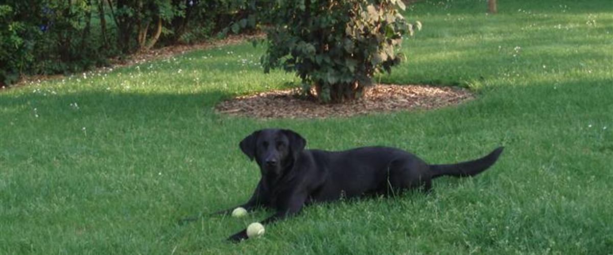 Labrador retriever Max - 2006 - Helt sort - meget kært hovede...