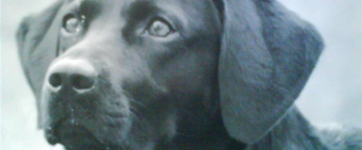 Labrador retriever (Formel 1) Blackie - 2004 - Blackie er en super ...