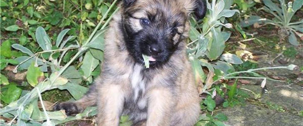 Pyrenæisk hyrdehund Coco - 2008 - Hun er en dejlig lille Fauve....