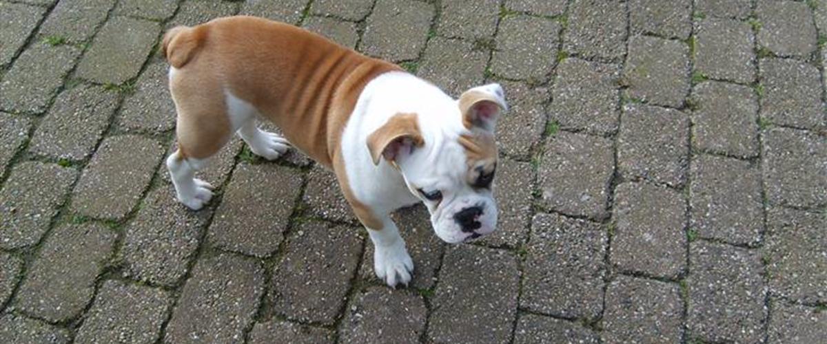Engelsk bulldog louie - 2007 - Fantastisk hund som bulldoger...