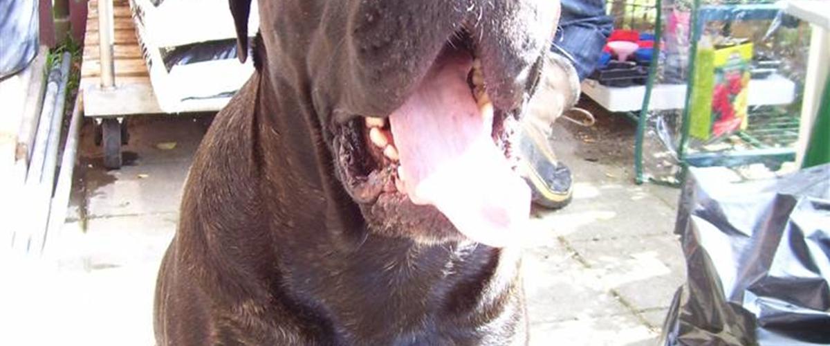 Cane corso Capri - 2004