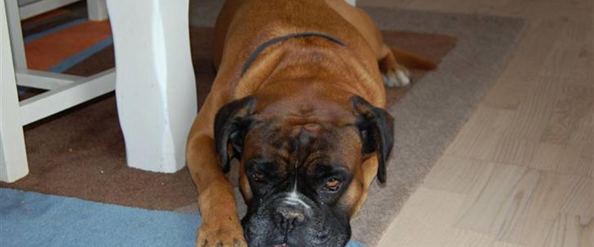 Boxer Buster - 2004 - Buster er en rigtig dejlig fa...