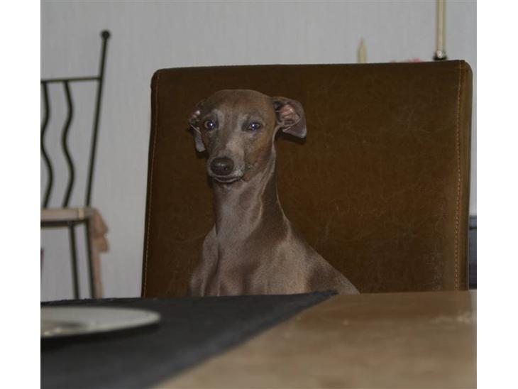 Italiensk mynde Luciano - 2004 - verdens sødeste hund, og han ...