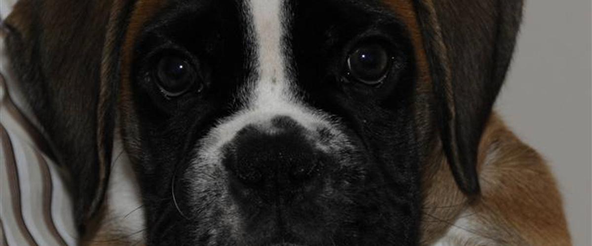 Boxer Apollo - 2008 - Sundhed: HD:B index 110 - AD:...