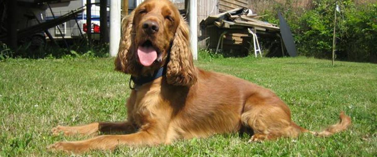 Cocker spaniel Bailey #Himmelhund# - 2005 - Han er en ualmindelig ...