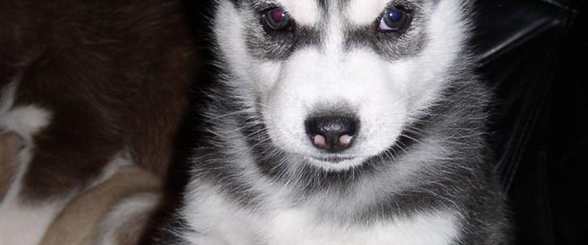 Siberian husky Balou (har Hvalpe) - 2008 - Han er så glad, og med masser...