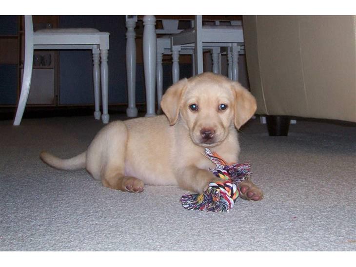 Labrador retriever Baloo - 2008 - Baloo er gul med en halv lyse...