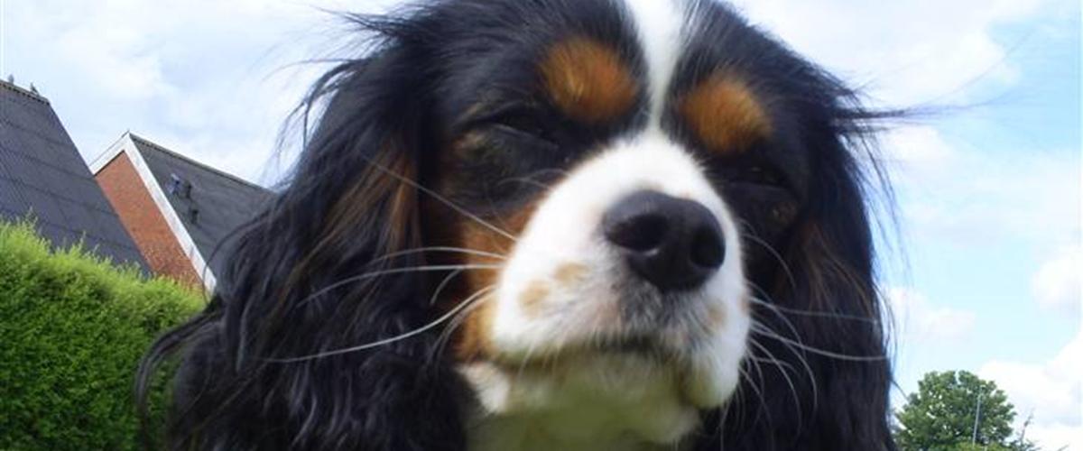 Cavalier king charles spaniel Joey (jager på de evige marker nu) - 2007 ...