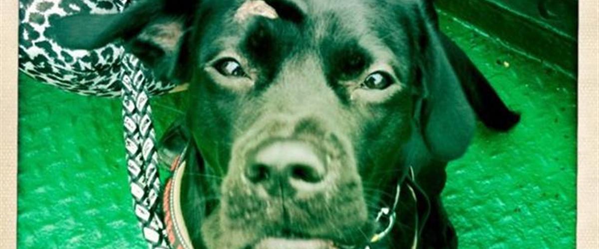 Blanding af racer Thyra (Boxer/Labrador) - 2008 - Hun er en blanding ...