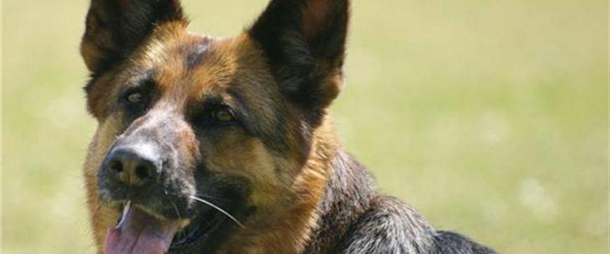 Schæferhund Sheika - 2001 - Meget sød rolig hund. Hun har...