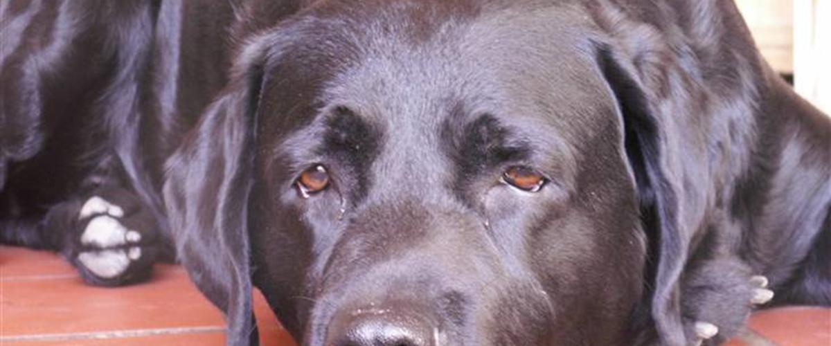 Labrador retriever Miyake-himmelhund - 2002 - Kul sort stor gammeldags ...