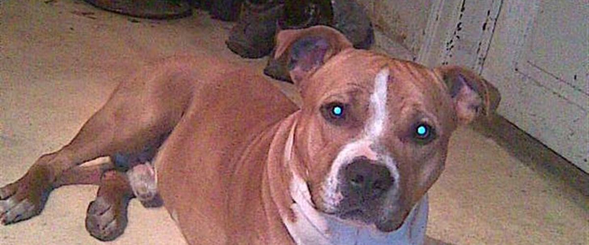 Amerikansk staffordshire terrier /Amstaff. Skurk - 2008 - Han er brun ...
