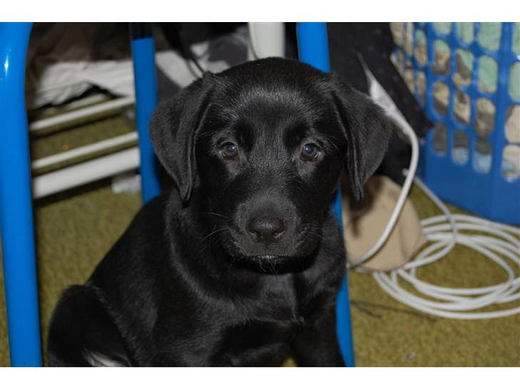 Labrador retriever Thor - 2009 - Sort lab med et dejligt tempe...