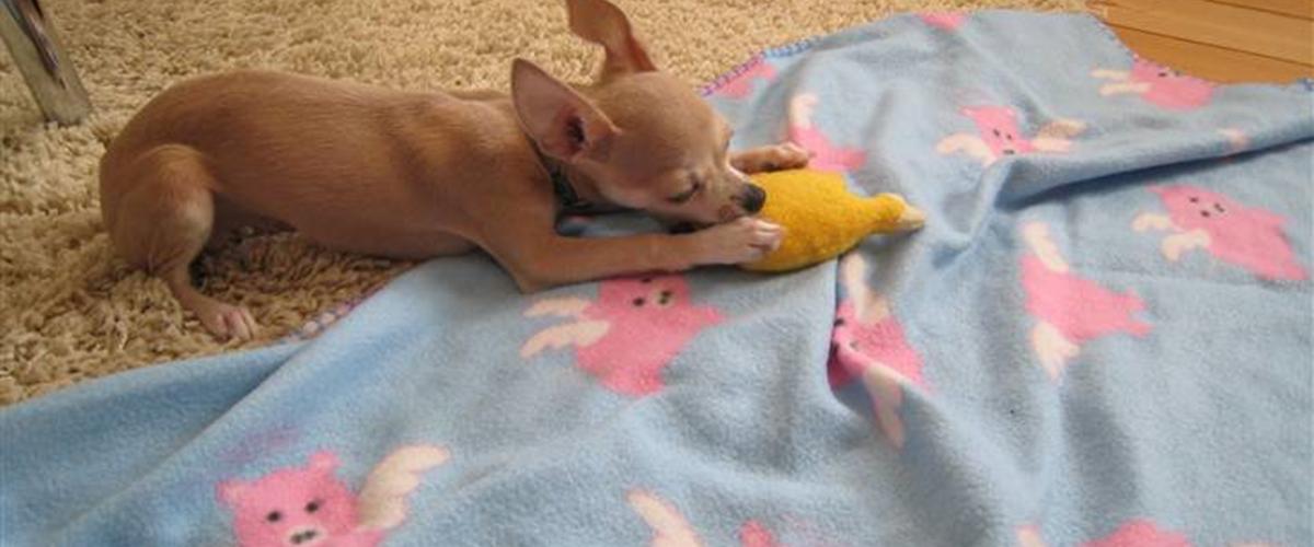 Chihuahua Nuggi - 2008 - 19/4-09 Nuggi er en skøn lil...