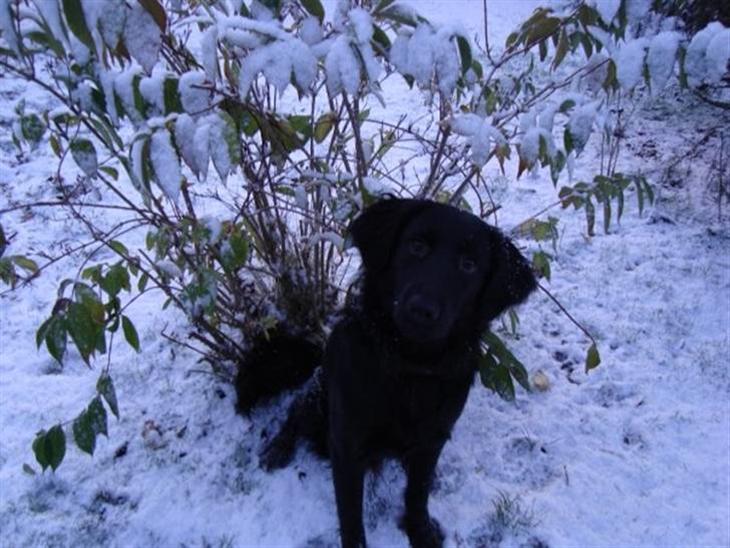 Labrador retriever felix - 2007 - en rigtig sød og dejlig hund,...