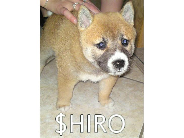 Shiba Shiro - 2009 - Jeg er en Shiba , som er en j...