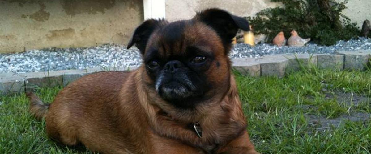 Griffon petit brabancon Angel - 2006 - Jeg fik Angel da hun var ca.