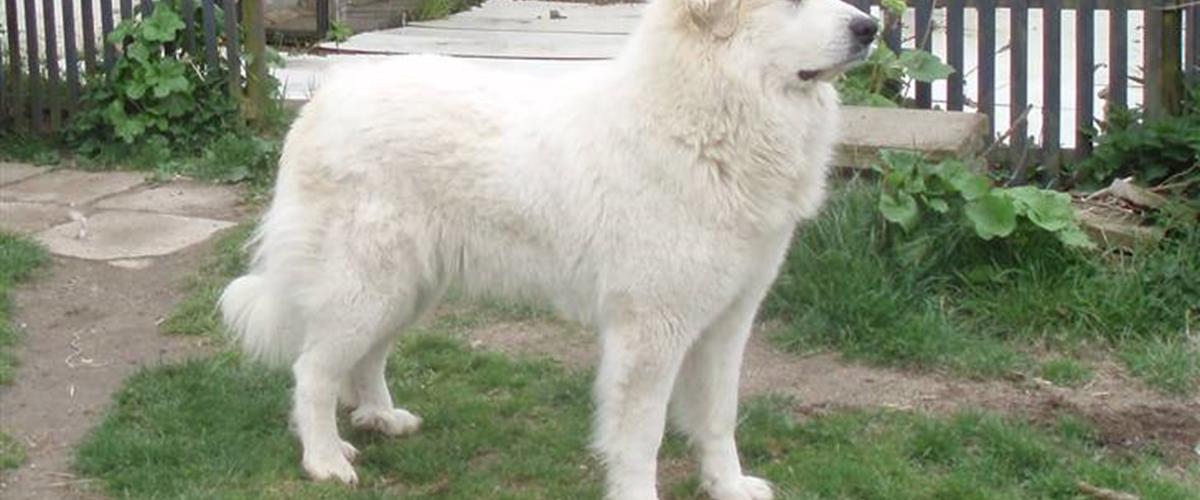 Pyreneerhund Sandybear's Jaffa - 2005 - En meget smuk pyreneertæve, d...