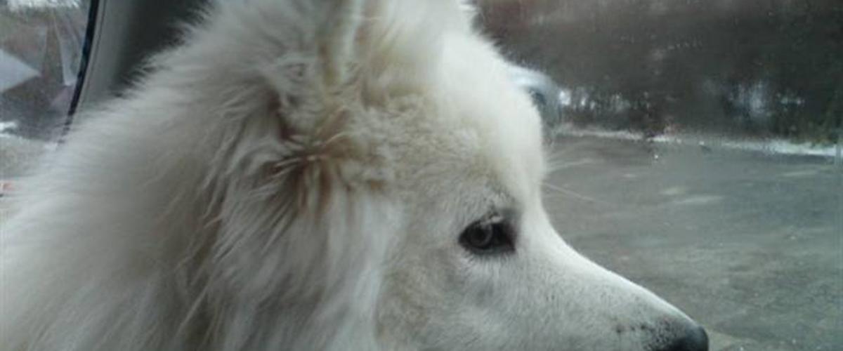 Samojedhund Samson - 2009 - Han er Stædig, legesyg, opfin...