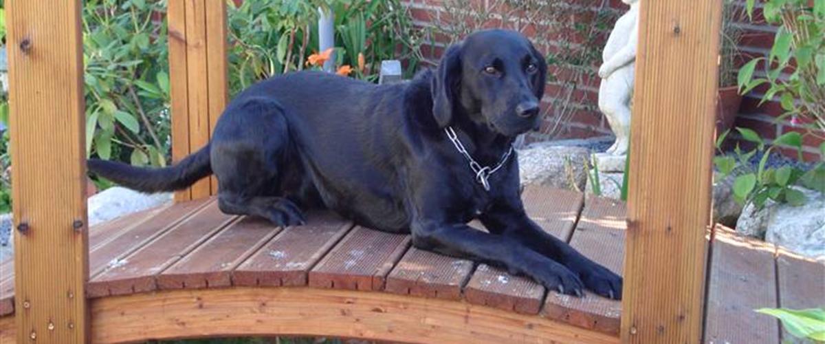 Labrador retriever Shelly - 2006 - Hun er 3 år fylder 4 til okto...
