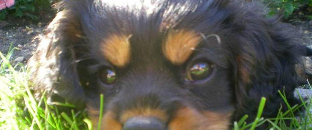 Cavalier king charles spaniel Cavolines Balou - 2009 - En rigtig dejlig ...