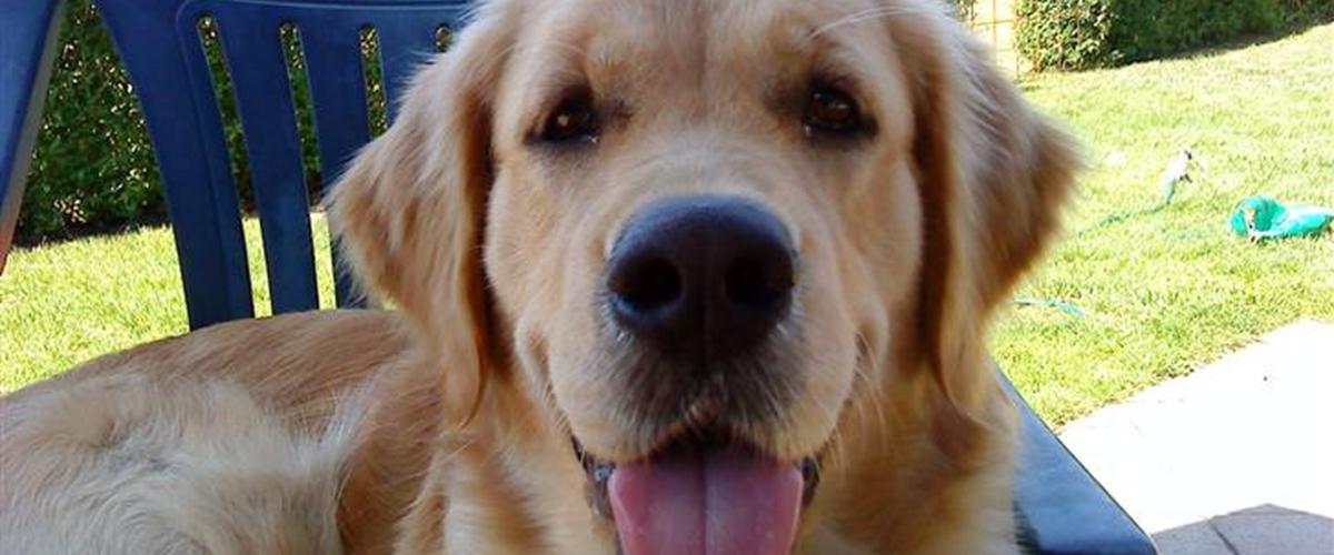 Golden retriever Bella - 2009 - Bella, er en golden retriver,...