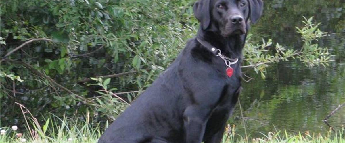 Labrador retriever Jeiko (Formel 1) - 2008 - Han er lærenem, kærlig og ...