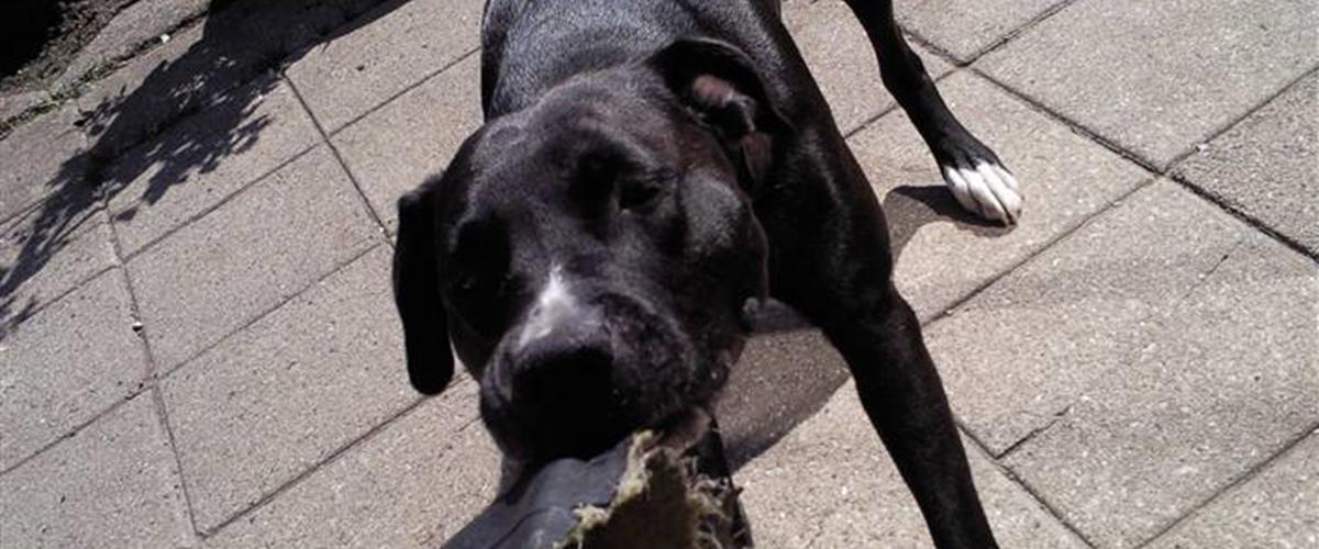 Blanding af racer Gizmo amstaff / labrador - 2005 - Gizmo er en dejlig ...