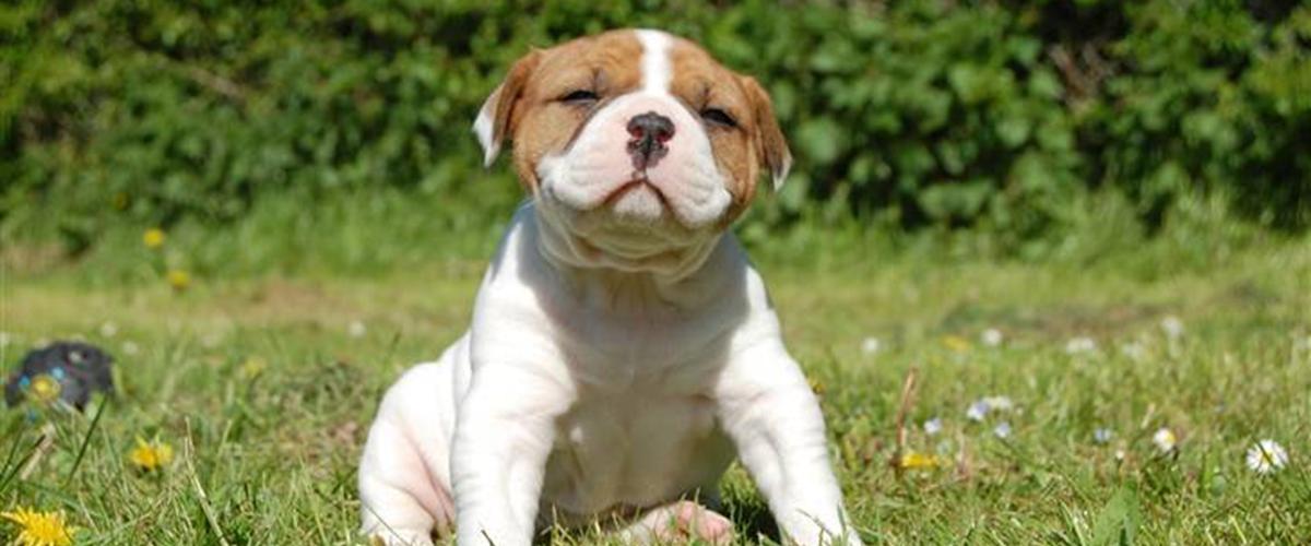 Amerikansk bulldog ANNABELL Amazing Bulldog - 2009 - HVID & RØD