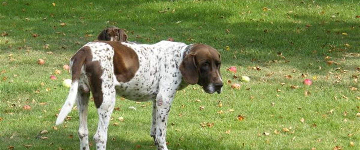 Gammel dansk hønsehund Buster - 1998 - Hvid med Brune aftegninger