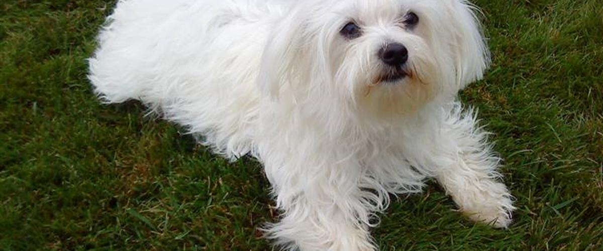 Malteser Mille - 2008 - Dejlig og charmerende lille