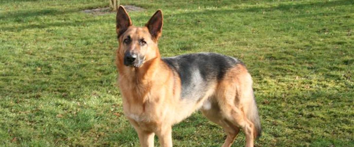 Schæferhund taz - 2006 - god som dagen er lang, og meg...