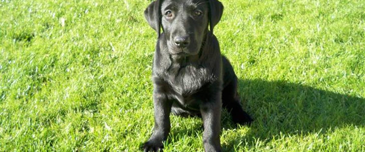 Labrador retriever Luna - 2009 - Lune er en gammeldags labador...