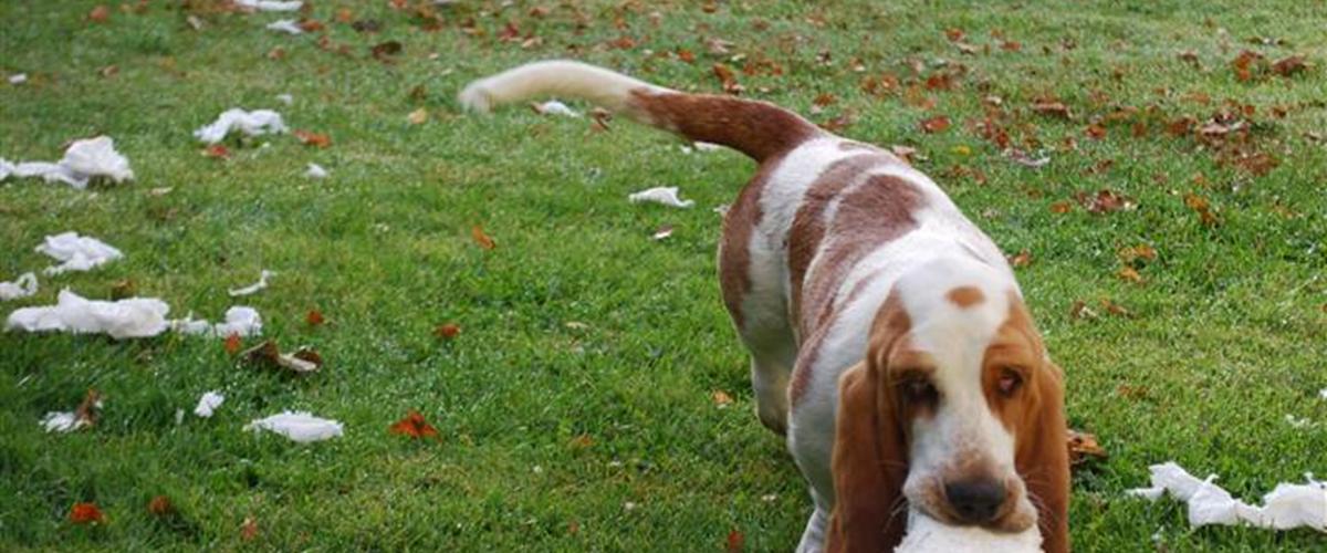 Basset hound Bobass Nuka - 2009 - Hun er sød og hun er sjov og ...