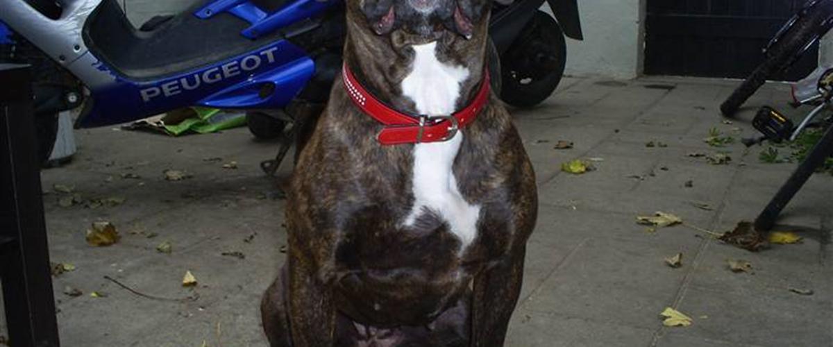 Amerikansk bulldog Topp´s Magic Tilde - 2007 - Tilde er en af de hvalpe ...