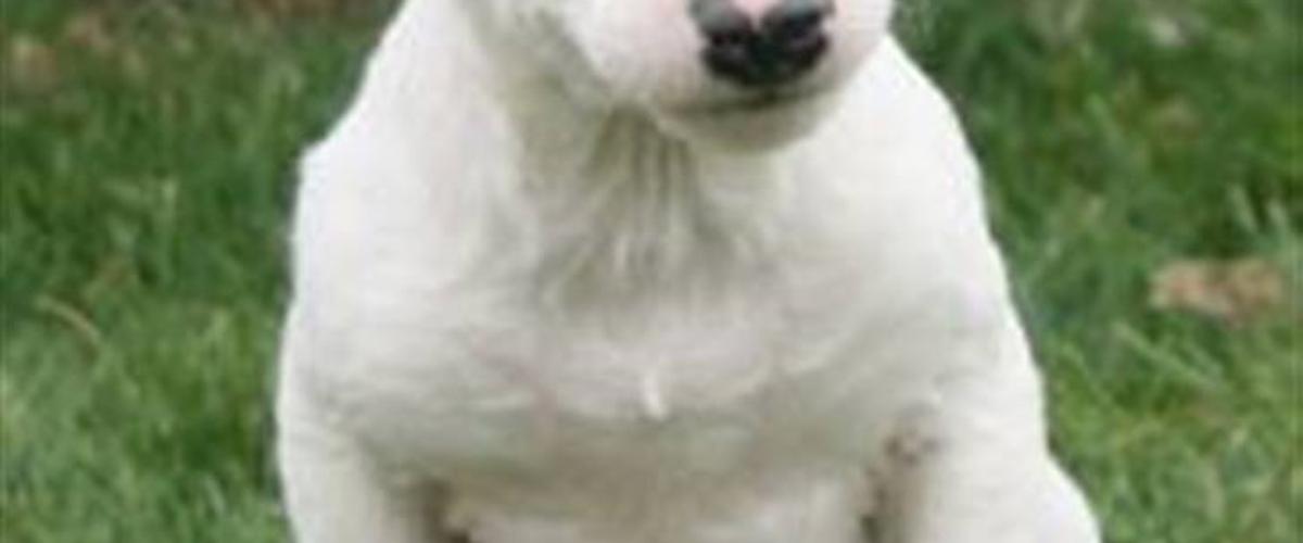 Bullterrier Civa - 2008 - Civa er en meget sød og rolig...