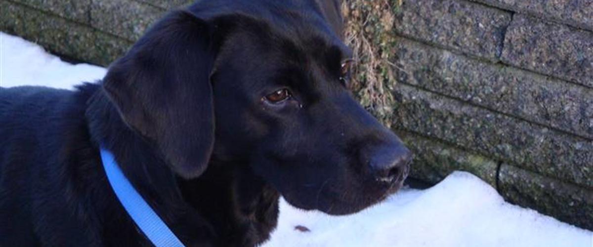 Labrador retriever Berry Wallstreet - 2005 - En rigtig bedårende og ...