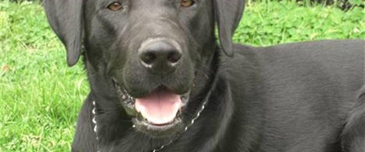 Labrador retriever Basse - 2007 - Sort, store poter, dejlig var...