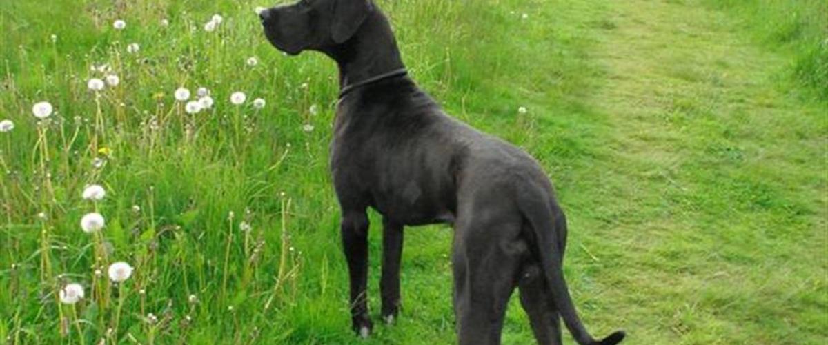 Grand danois Julius - 2009 - Julius er en stor sort hanhun...