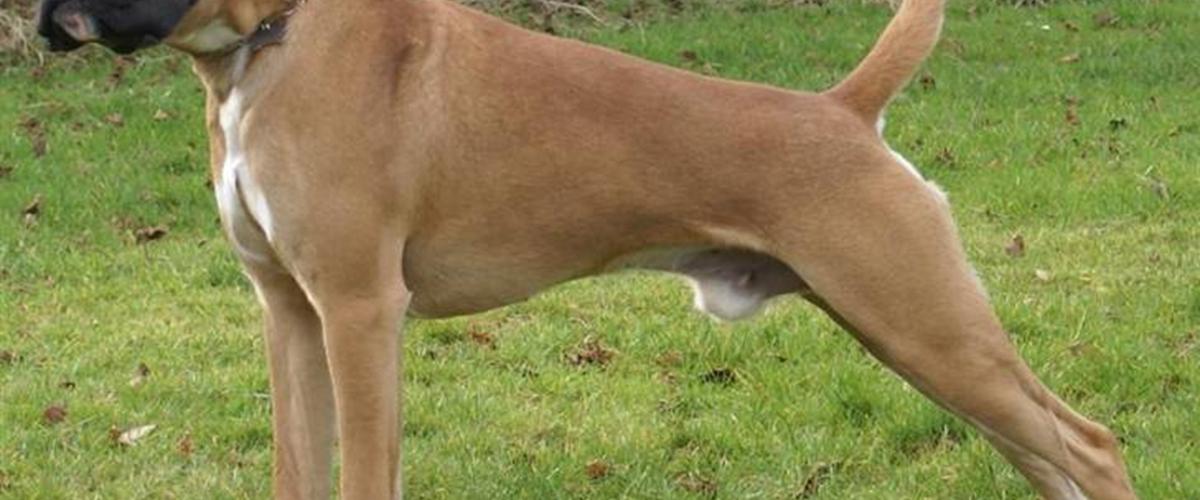 Boxer Boxon Aiko - 2006 - Er en utrolig nysgerrig boxer...