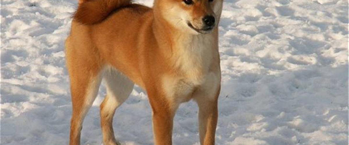 Shiba Panda - 2008 - Rød med fin urajiro. Stadig l...