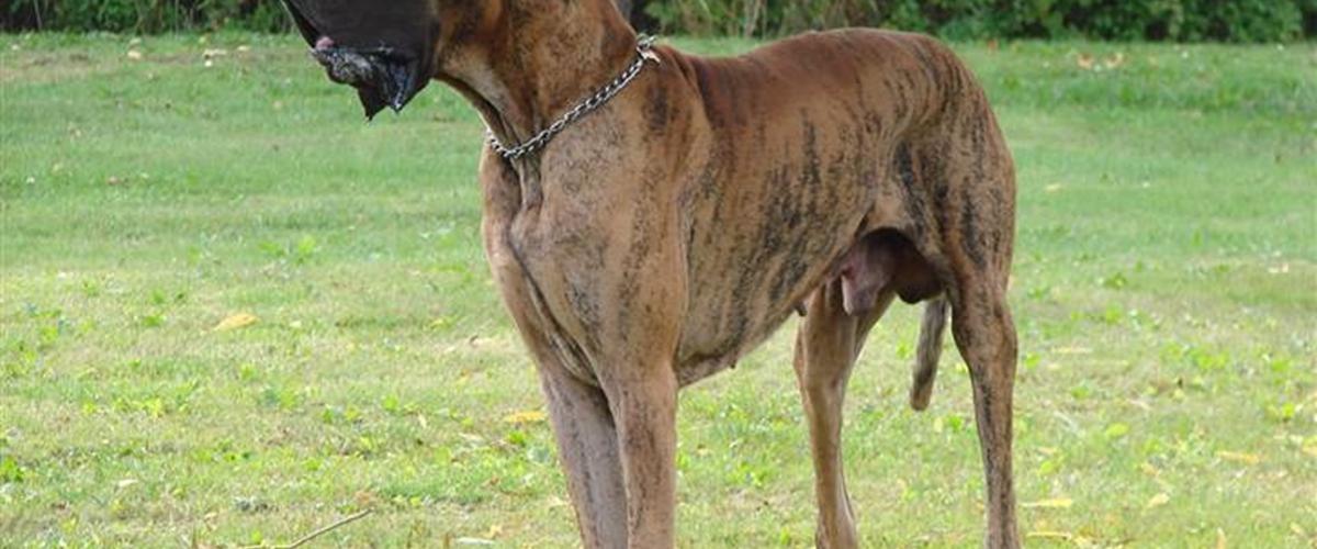 Grand danois Bamse *R.I.P* † - 2003 - Han var en rigtig skøn hund m...