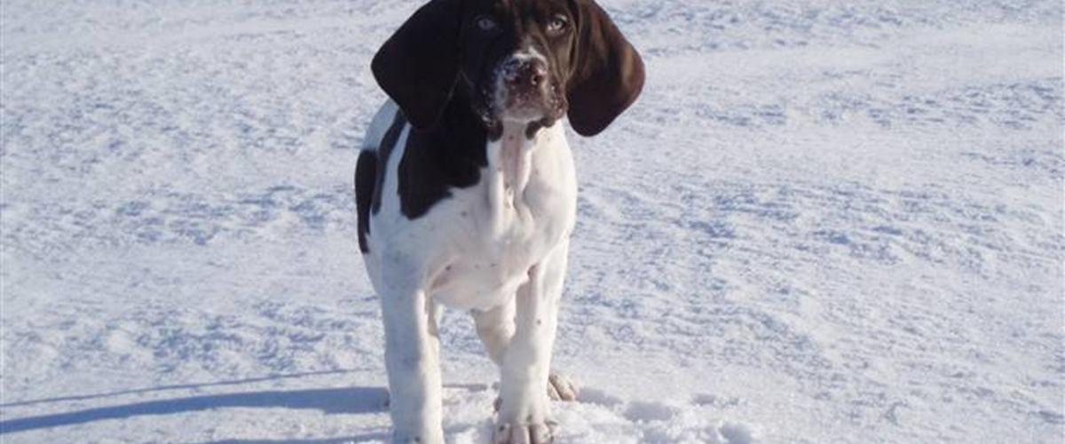 Gammel dansk hønsehund Wupti - 2009 - Wupti hedder i virkeligheden:...